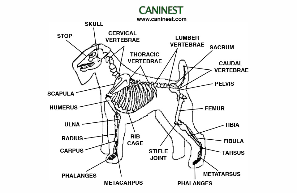 Dog Skeleton Anatomy Dog Skeleton Anatomy